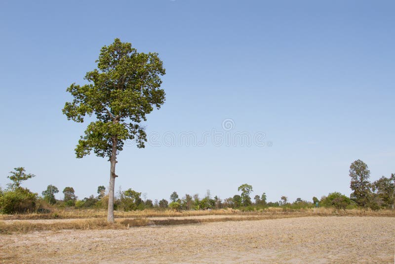 A tree standing alone stock image. Image of climate, natural - 54627369