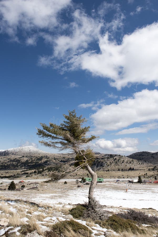 Tree Standing Alone on the Top of a Hill with Rocks and Snow on Ground ...