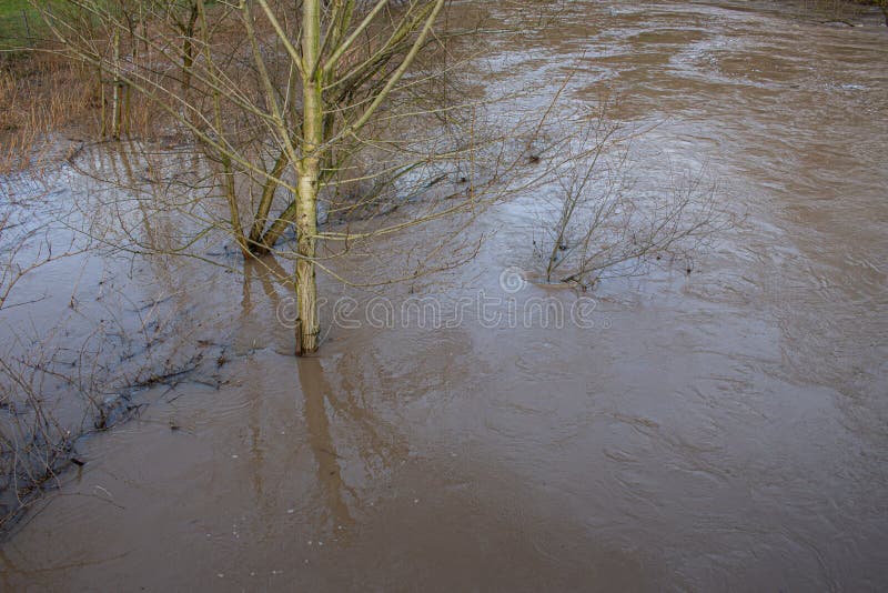 Tree Standing in the Current of a Flood of Dirty Brown Water Stock ...