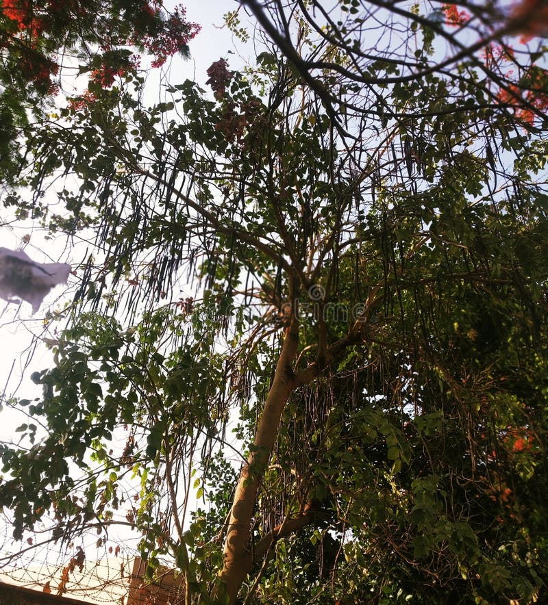 A Tree Standing and Flowering so Beautiful Stock Image - Image of ...