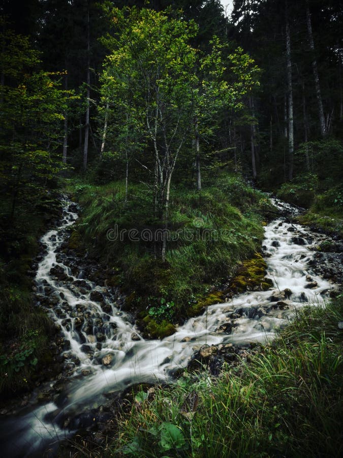 Tree Standing in a Forest between Two Streams Stock Photo - Image of ...
