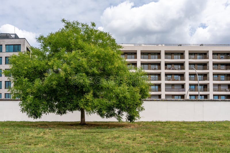 A Tree is Standing in Front of a Large Building Stock Photo - Image of ...