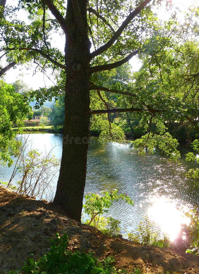 Tree Standing Next To a River Stock Photo - Image of leaves, next: 85834290