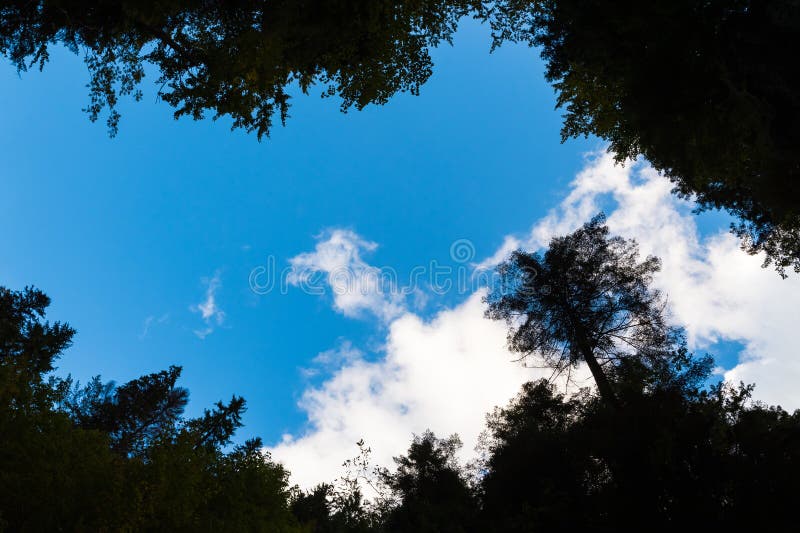 Spectacular Sky Panorama Created by Trees Stock Photo - Image of ...