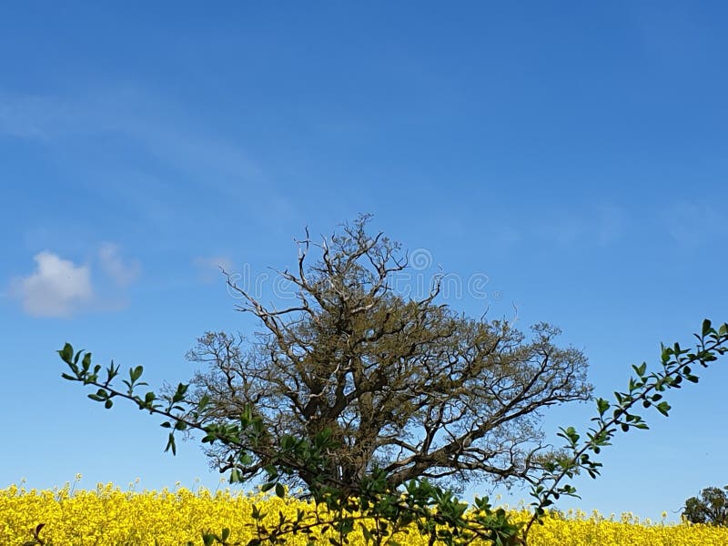A Tree Standing Out in a Fileld Stock Photo - Image of rapeseed ...