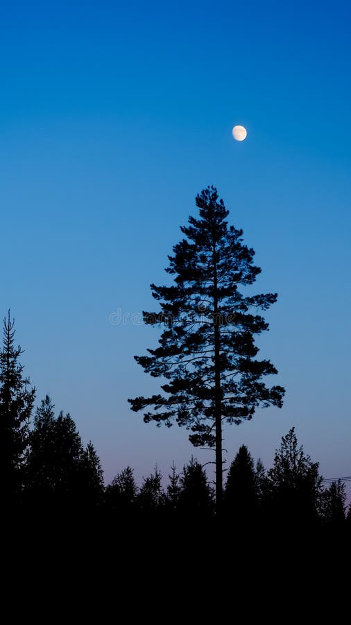 Outstanding Tree with Moon at Night Stock Image - Image of urban ...
