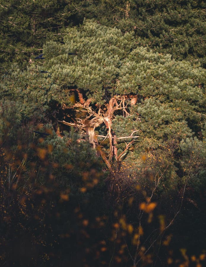 Tree Standing Out in Th Middle of the Forest Stock Photo - Image of ...
