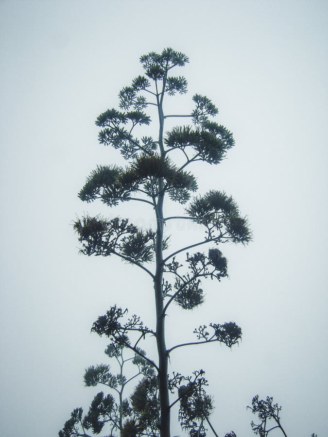 A Tree Standing with Plain Blue Sky As the Background Stock Photo ...