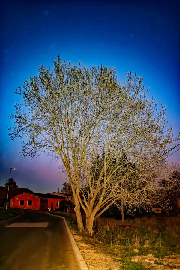 Tree,standing beside the Road at Night. Stock Photo - Image of road ...