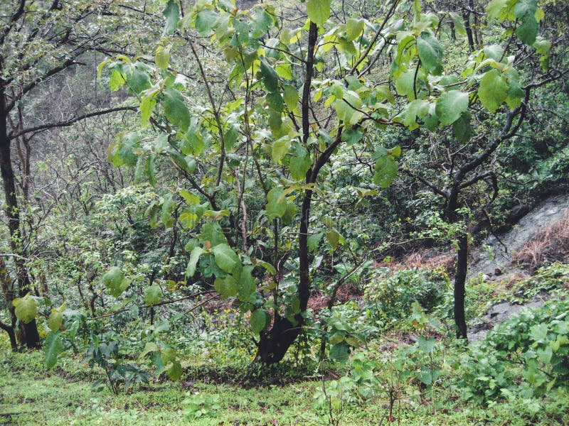 A Tree Standing on the Steep of a Mountain in Deep Forest Stock Photo ...