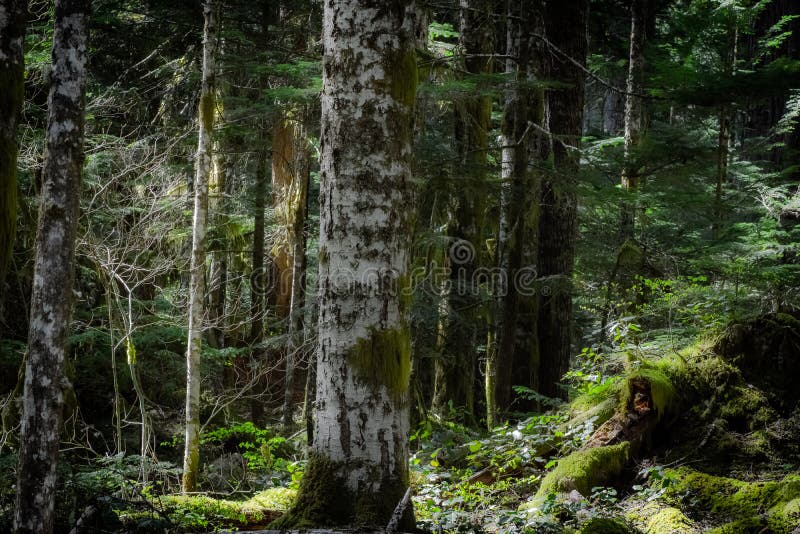 A Solitary Tree Standing Strong and Stoic Amidst the Forest Stock Image ...