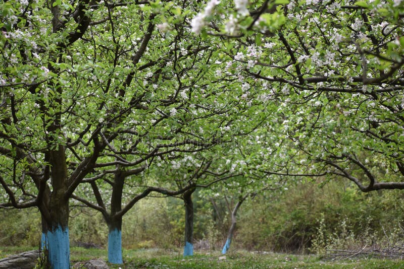 Tree standing tall stock photo. Image of tree, beautiful - 114310708