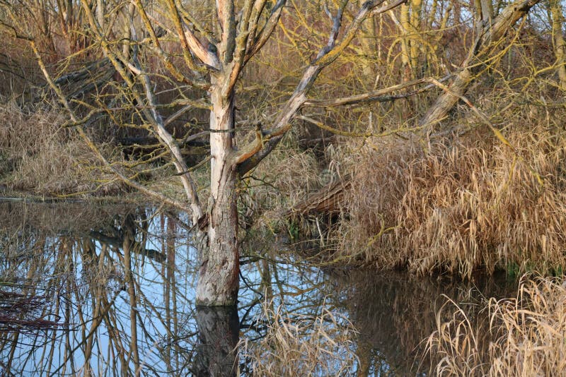 Drowned Tree stock photo. Image of impetuous, chipped - 265331636