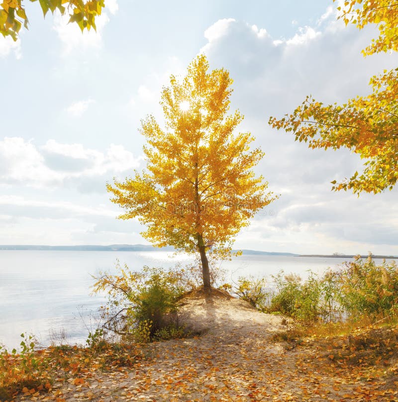 Tree Stands on a Cliff on the River Bank, Sun Glare Stock Photo - Image ...