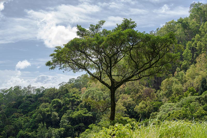 A Tree Stands Out in the Forest Stock Image - Image of cover, train ...