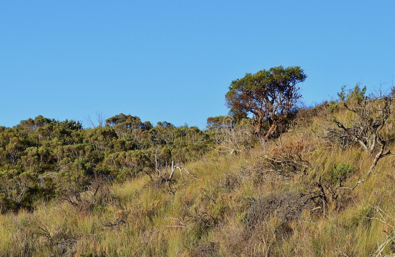 A Tree Stands on a Rugged Hillside Stock Photo - Image of weather ...