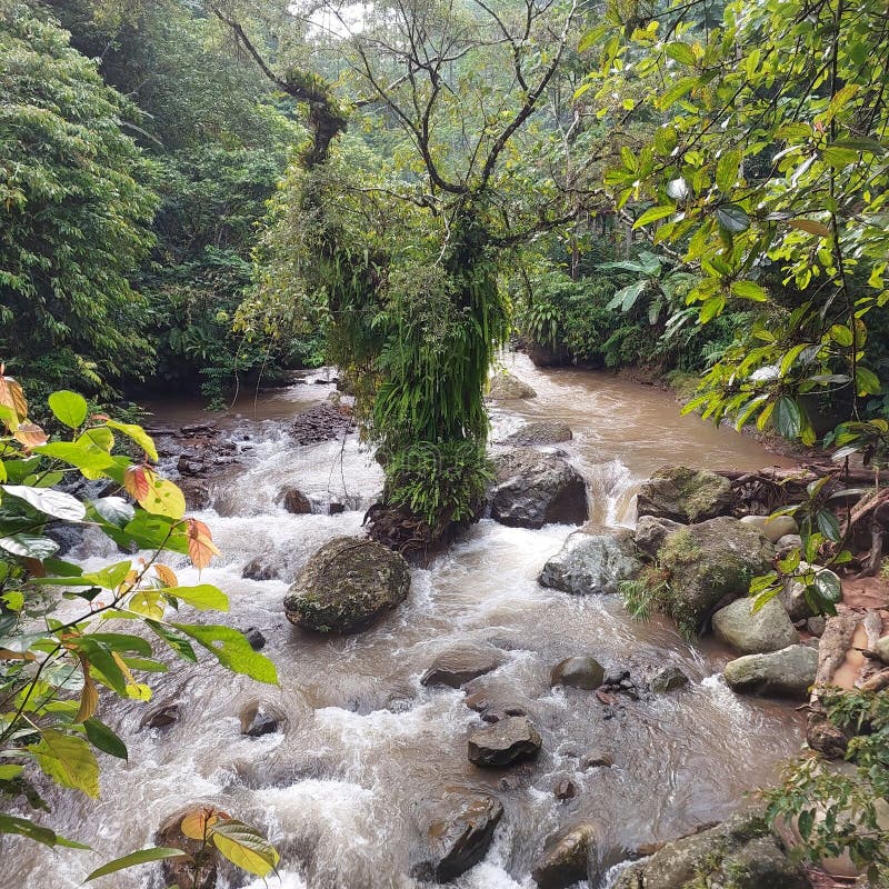 A Tree that Stands Tall in the Middle of the Eroding Stream Stock Photo ...