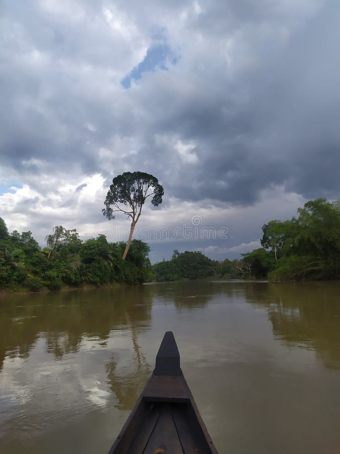 A Tree that Stands Upright on the Edge of the River As an Icon of Life ...