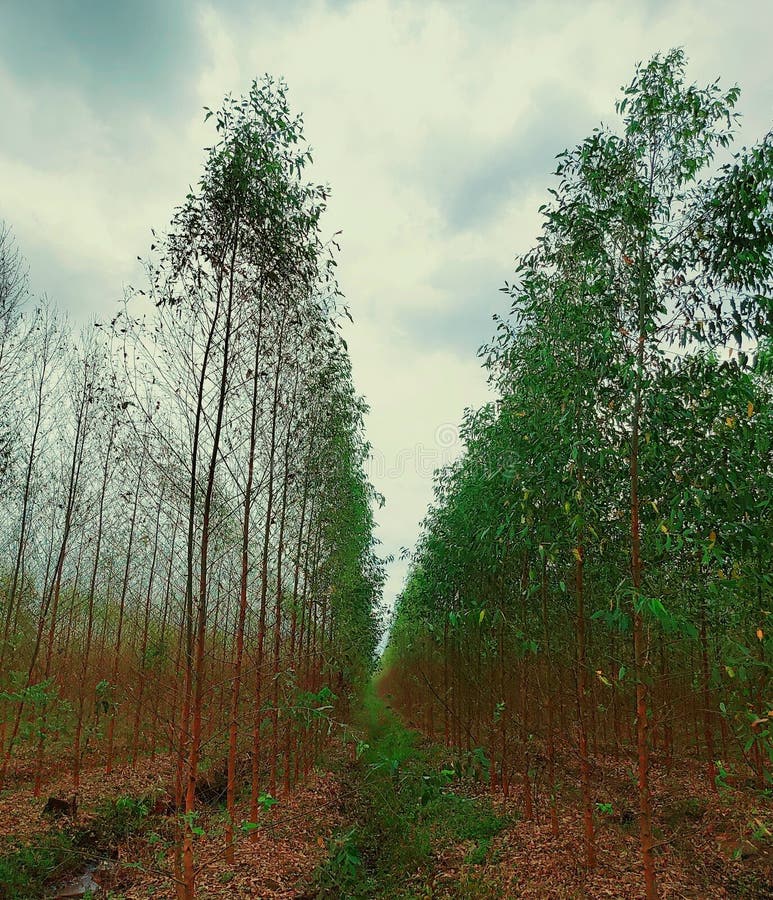 The Tree Stands Upright Seen from Two Different Sides Stock Image ...