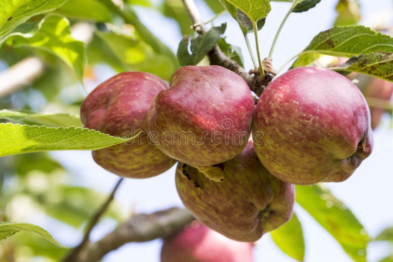 Tree with Stark Quality Apples, Red Delicious Stock Photo - Image of ...