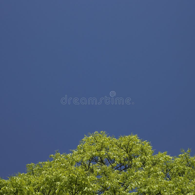 Tree Starting To Grow Leaves Stock Photo - Image of sight, flora: 34266232