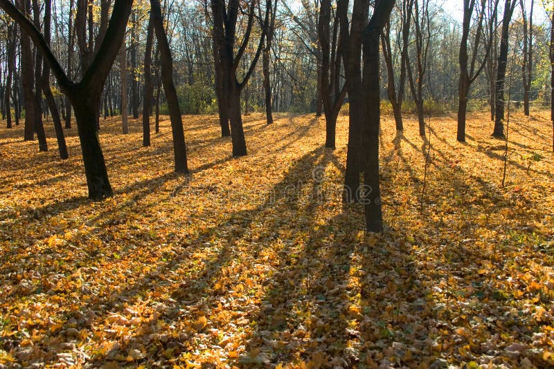 Tree steams stock image. Image of nature, gold, orange - 3035083