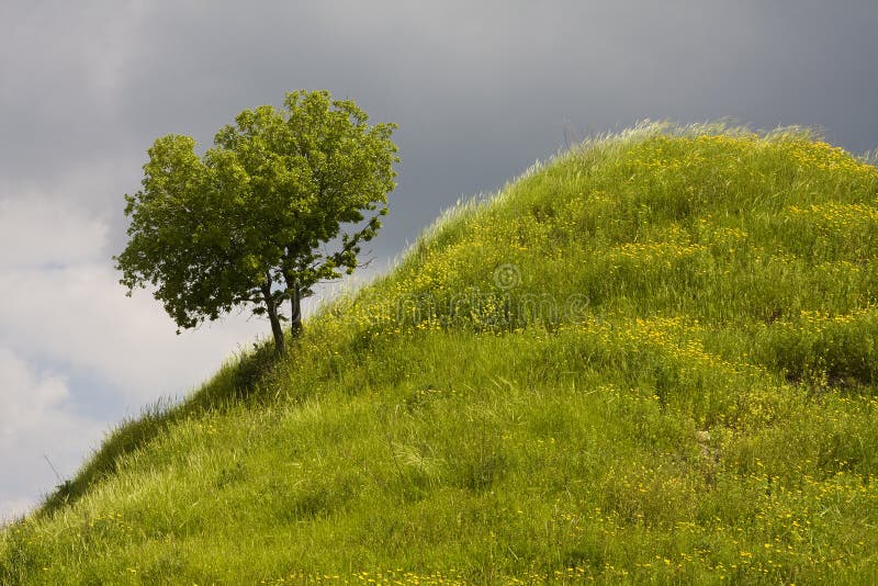 Tree on steep hillside stock photo. Image of single, foliage - 8664828