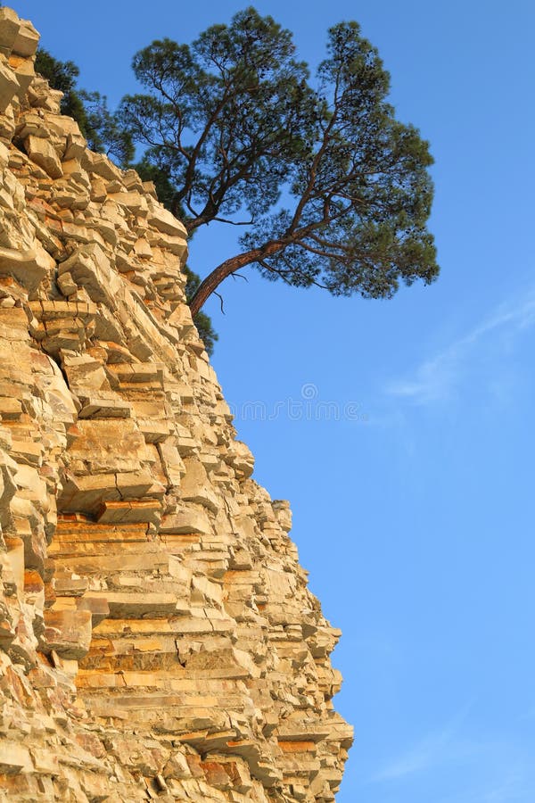 The Tree on the Steep Slope of the Shore Stock Photo - Image of shore ...