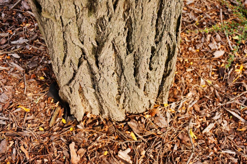 Tree stem stock image. Image of closeup, tree, bark, stem - 43174213