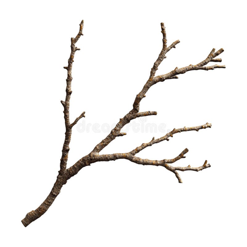 Tree Stem Blank on Transparent Background - Ai Generated Stock ...