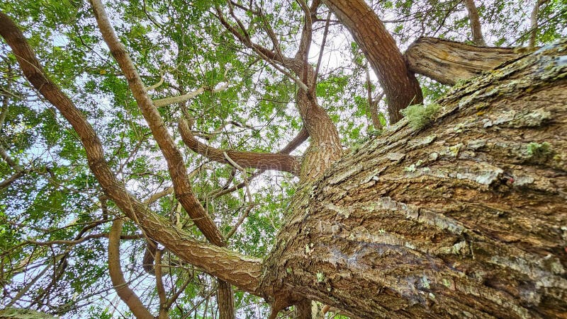 Tree Stem and Branches with Textured Bark Stock Image - Image of ...