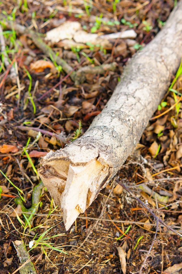 Tree stem stock photo. Image of damaged, tree, broken - 63668078