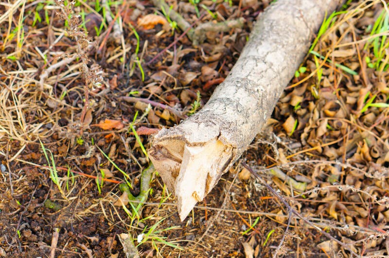 Tree stem stock photo. Image of damaged, tree, piece - 63668098