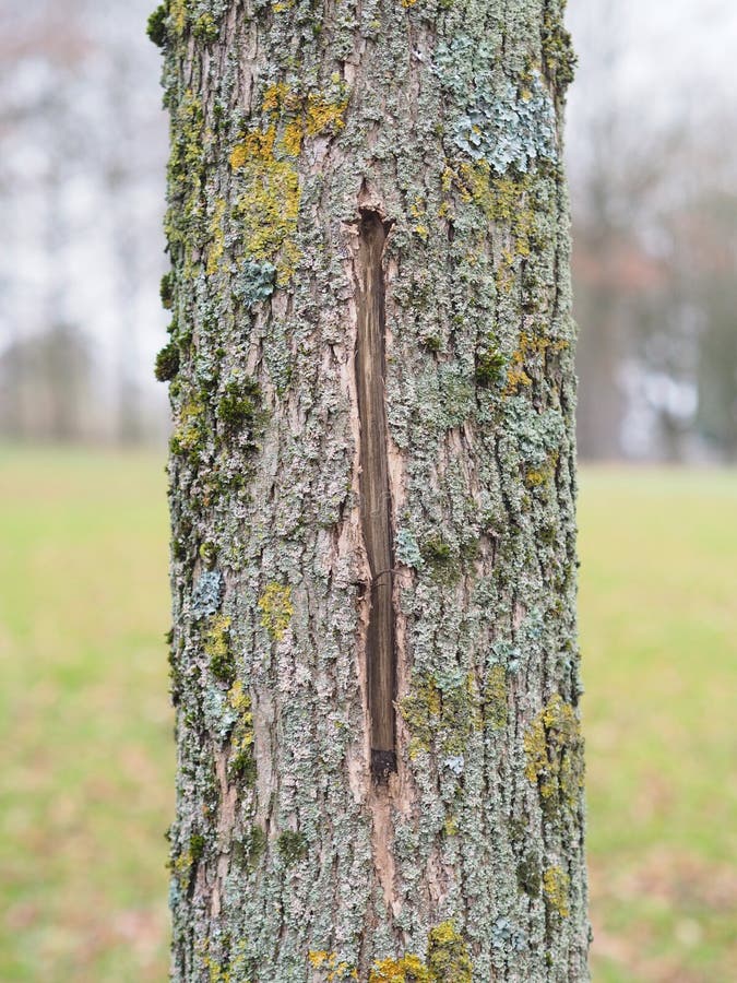 Tree stem stock image. Image of closeup, tree, bark, stem - 43174213