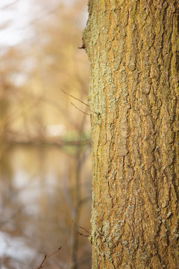 Tree stem stock image. Image of trunk, branch, grass - 83913975