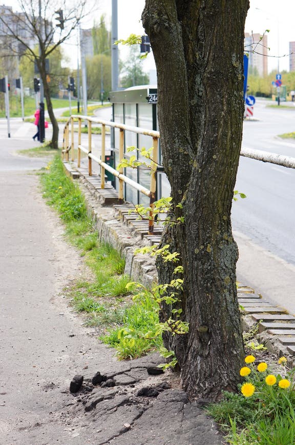 Tree stem stock image. Image of stem, asphalt, damaged - 54316531
