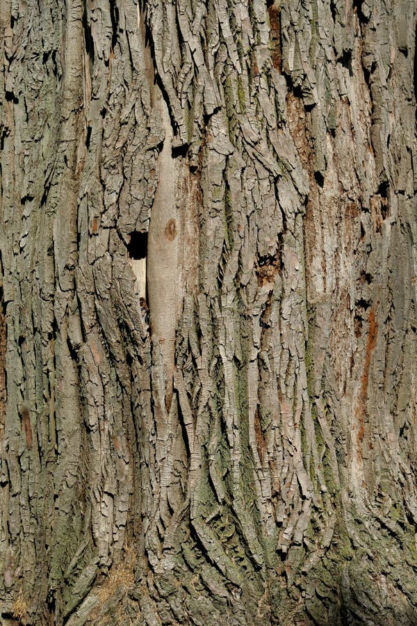 Tree stem details stock image. Image of forest, detail - 11121453