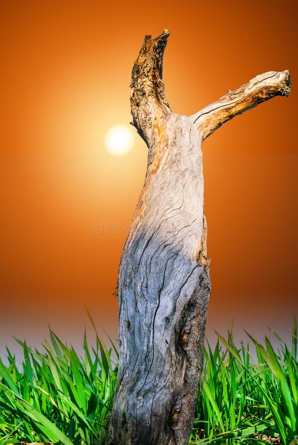 Tree stem dry stock photo. Image of dead, horizon, solitude - 39276060