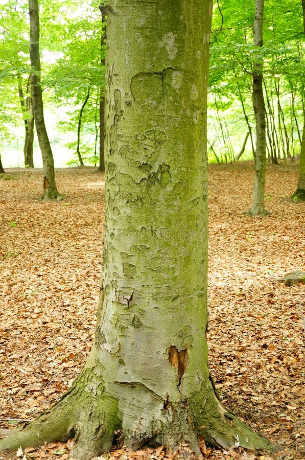 Tree stem stock image. Image of closeup, tree, bark, stem - 43174213