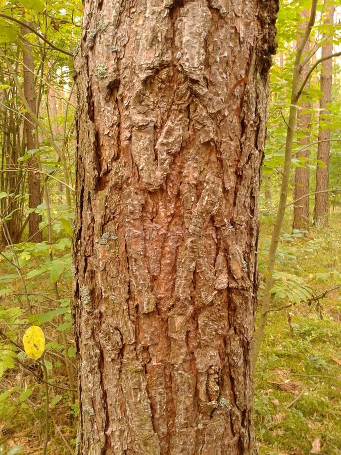 Tree stem stock image. Image of grove, plant, larch, deciduous - 43161665