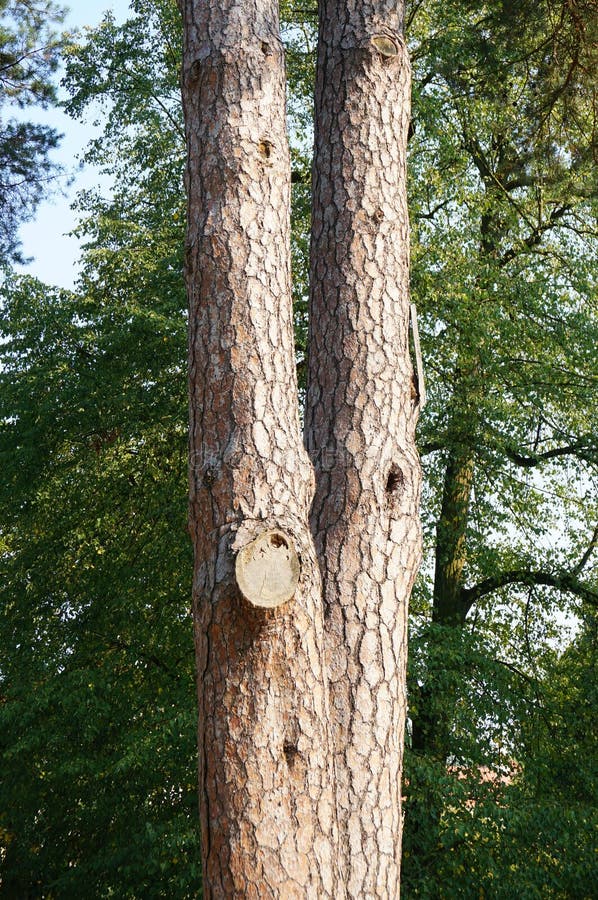 Tree stem stock photo. Image of outdoor, wood, natural - 59021368