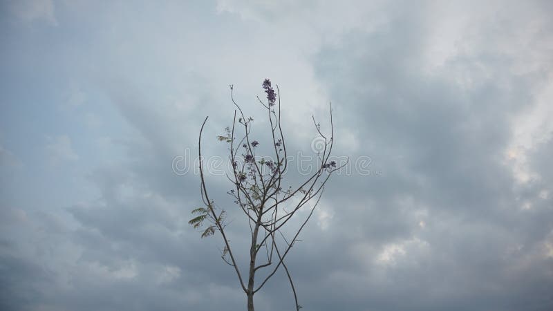 Tree Stem Isolated on Sunset Sky Background Stock Photo - Image of ...