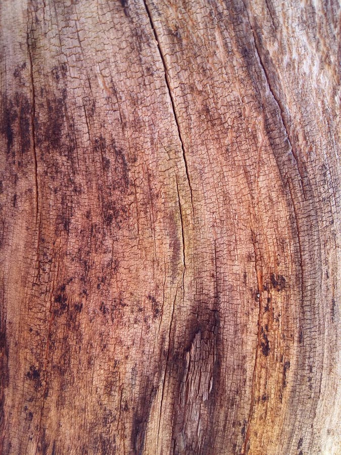 Tree Stem with Many Cracks in Village Stock Photo - Image of trees ...