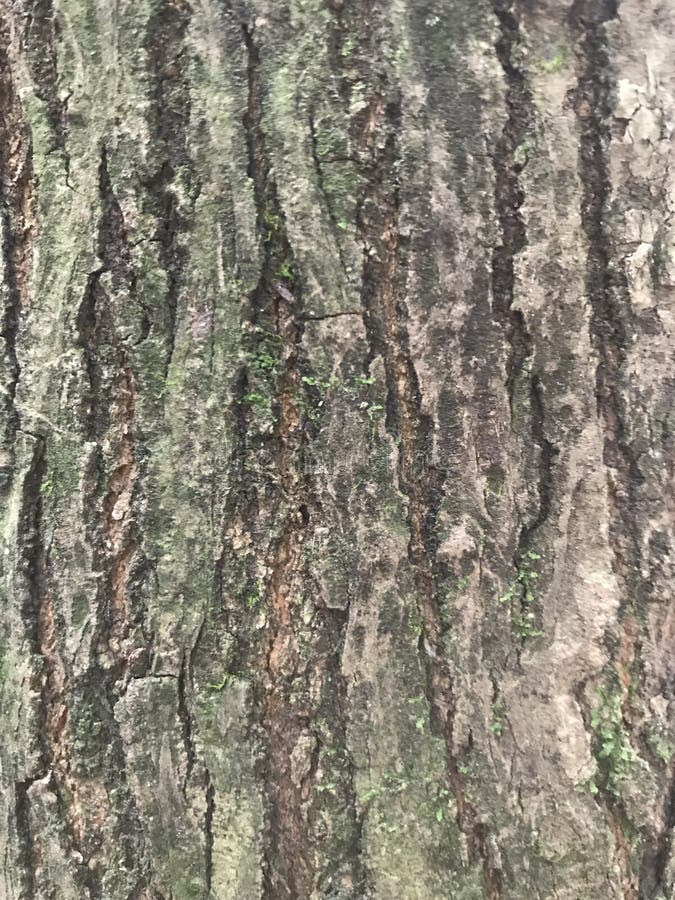 Tree stem stock image. Image of nature, tree, stem, texture - 96147295