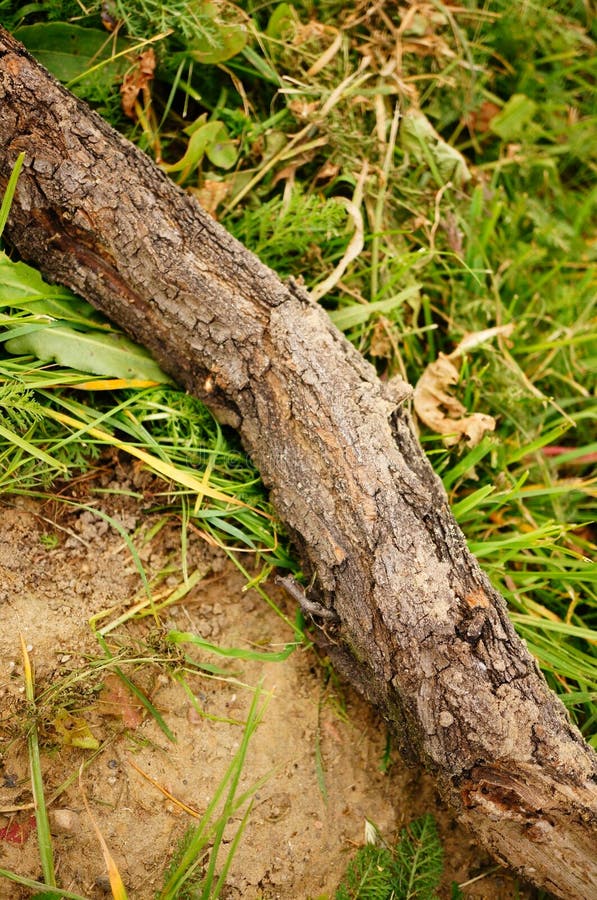 Tree stem stock image. Image of closeup, tree, bark, stem - 43174213