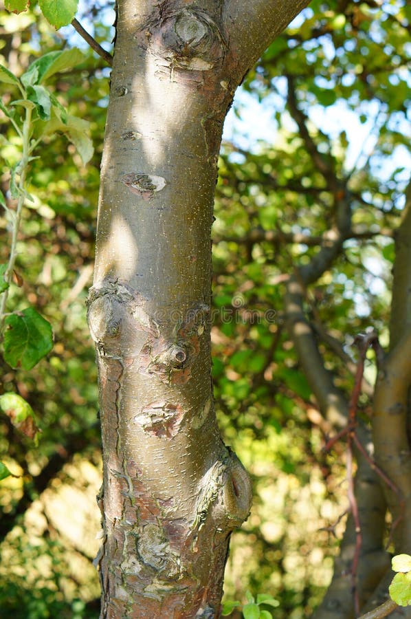 Tree stem stock image. Image of closeup, tree, bark, stem - 43174213