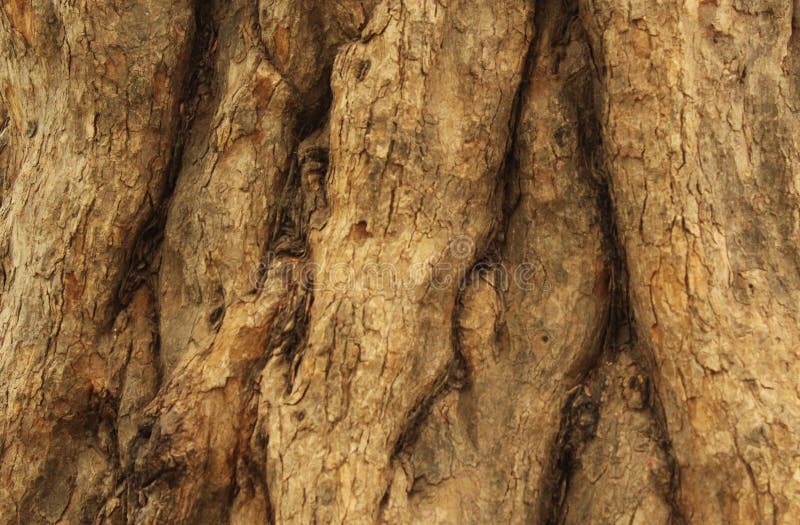Tree Stem Texture Natural Background. Stock Photo - Image of texture ...