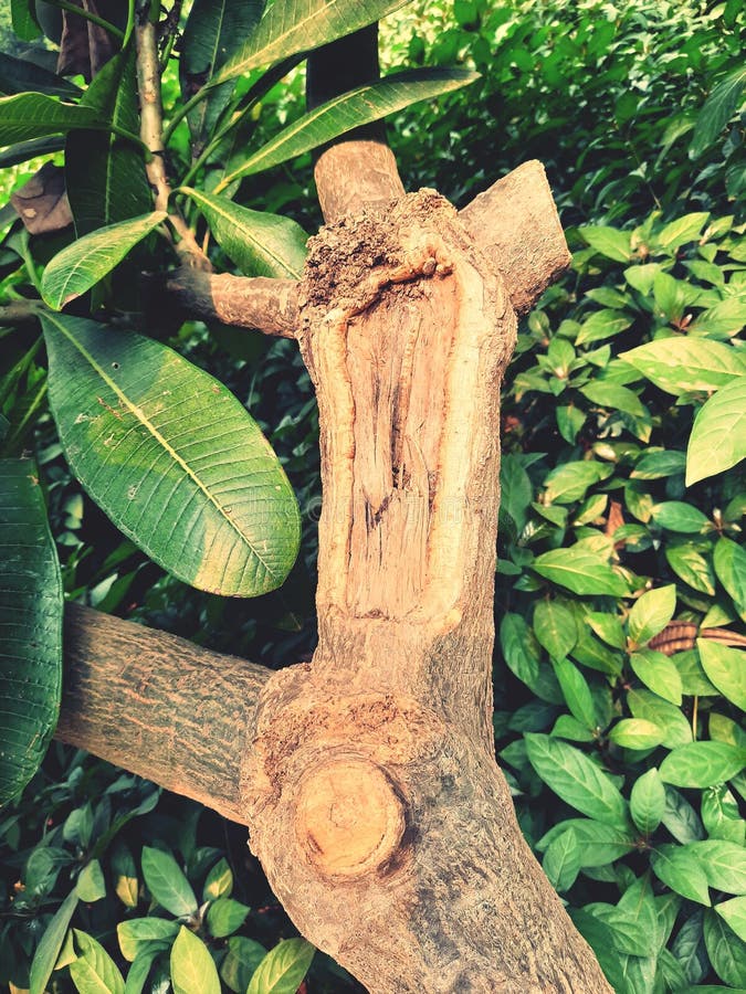 Tree Stem Texture View Image Stock Photo - Image of texture, stem ...