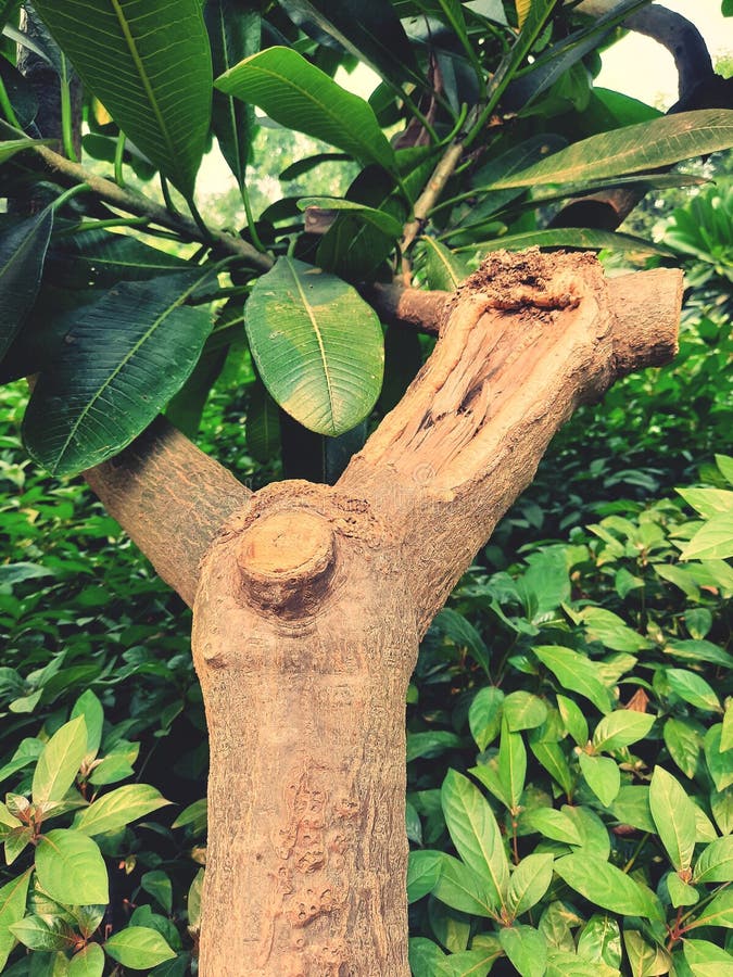 Tree Stem Texture View Image Stock Image - Image of stem, tree: 162576795