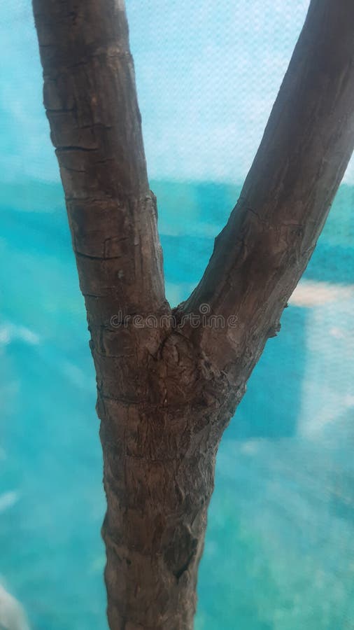 A tree stem of v-shape stock photo. Image of shape, green - 198522140